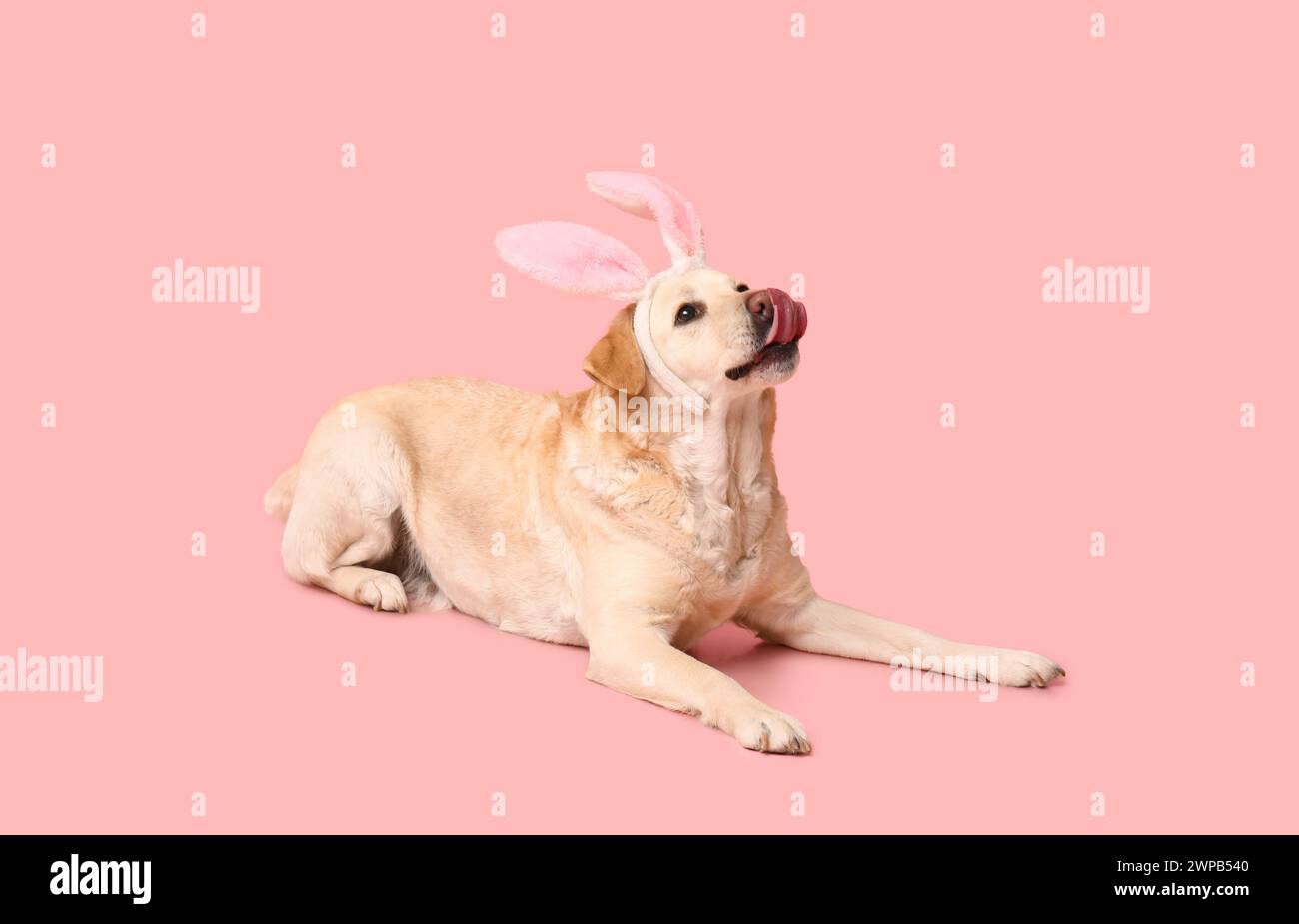 Funny Labrador dog with Easter bunny ears on pink background Stock ...