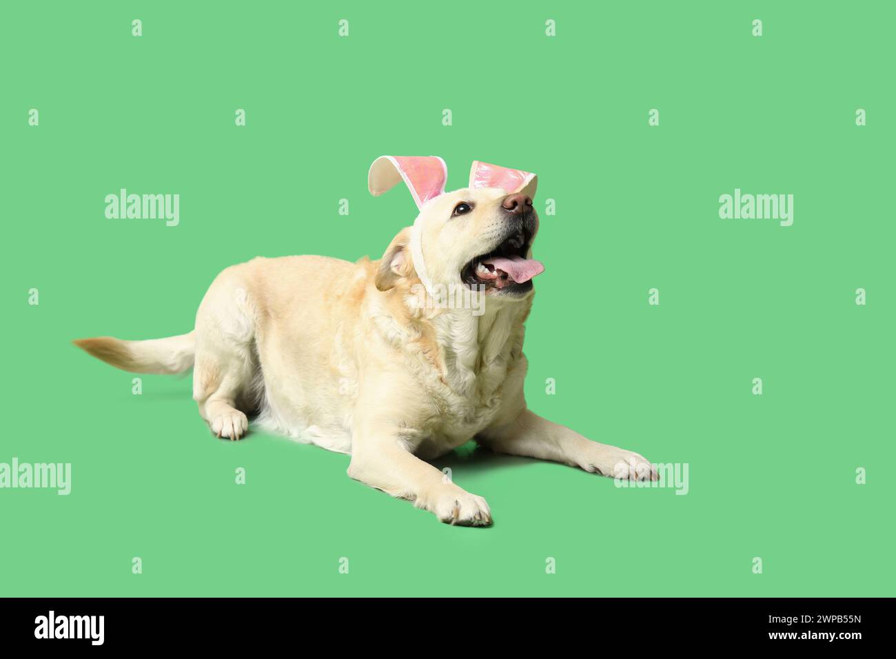 Funny Labrador dog with Easter bunny ears on green background Stock ...
