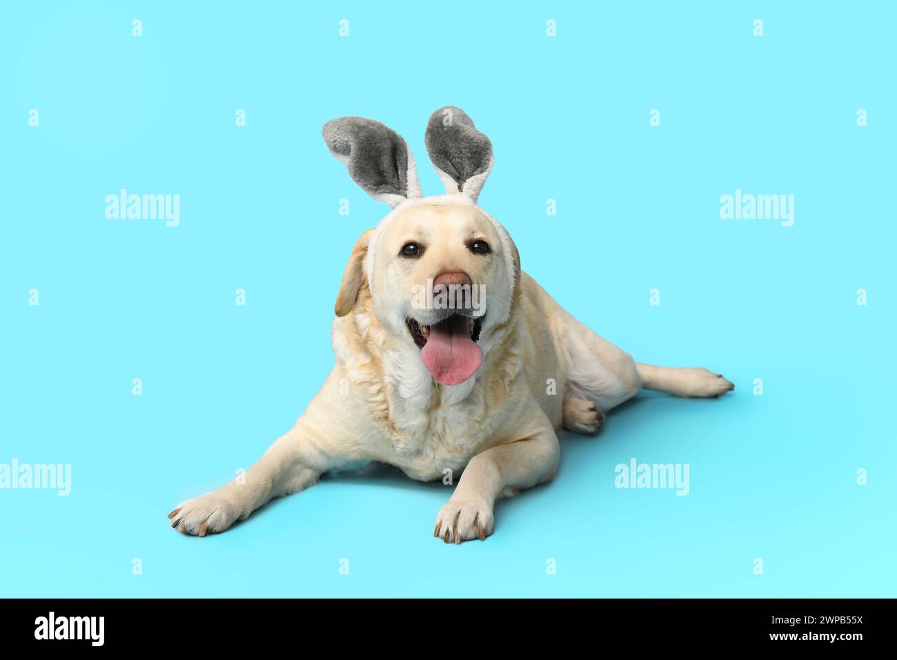 Funny Labrador dog with Easter bunny ears on blue background Stock ...