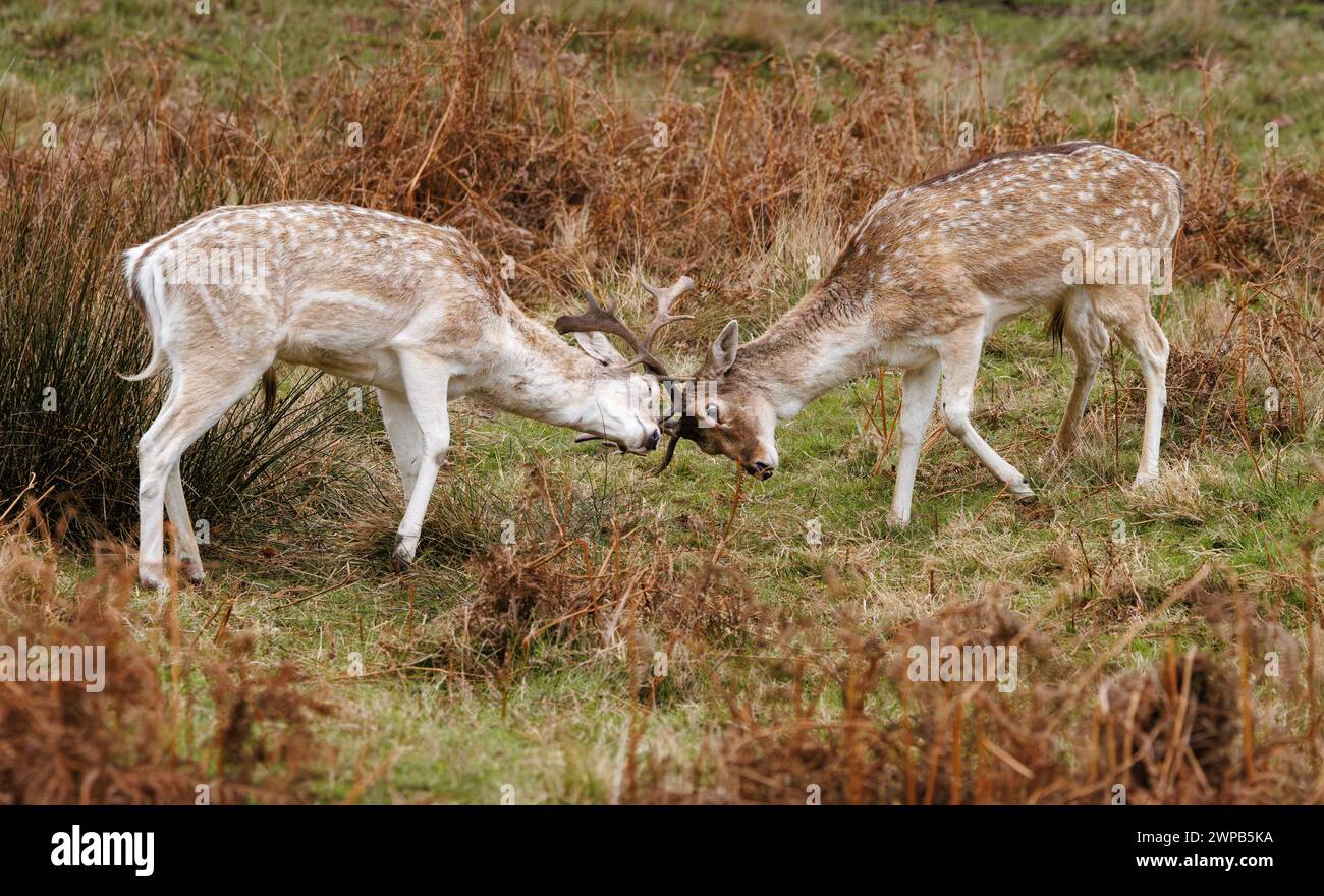 Two fallow deer locked in a battle, clashing their antlers during the ...