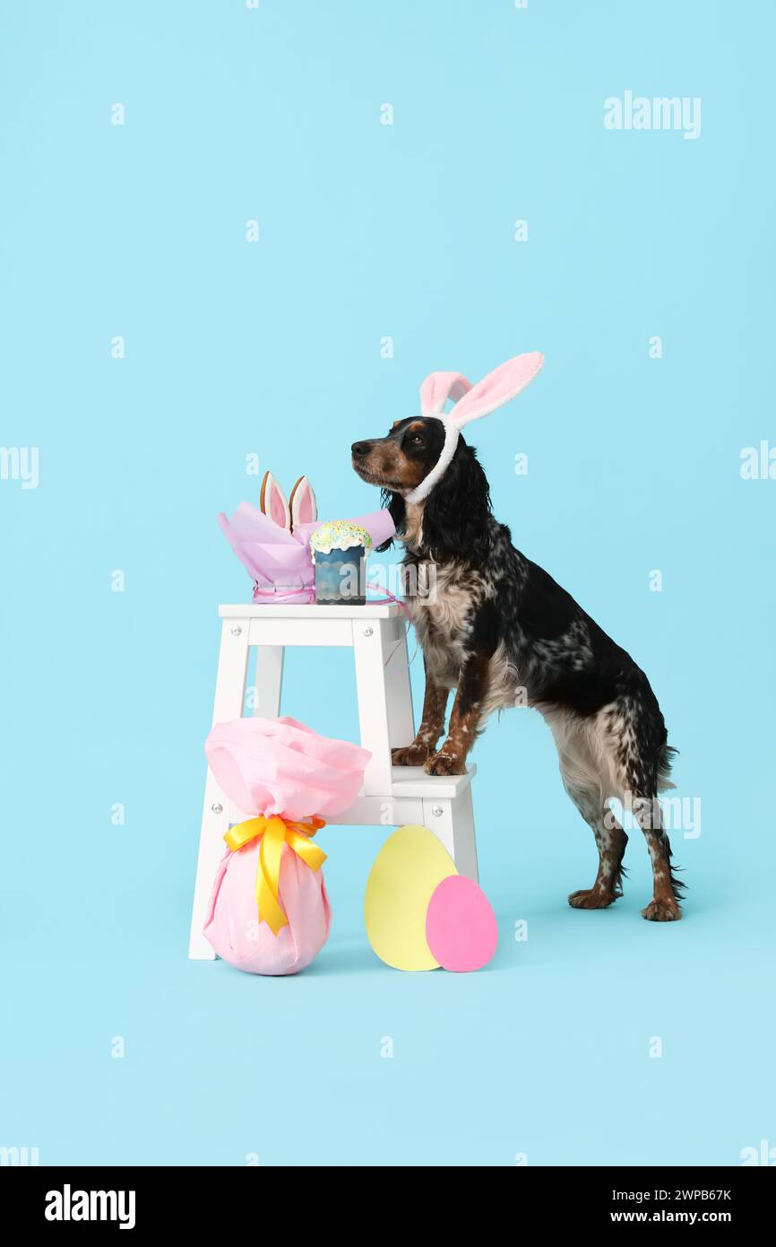 Cute cocker spaniel in bunny ears with Easter eggs and gift egg on blue ...