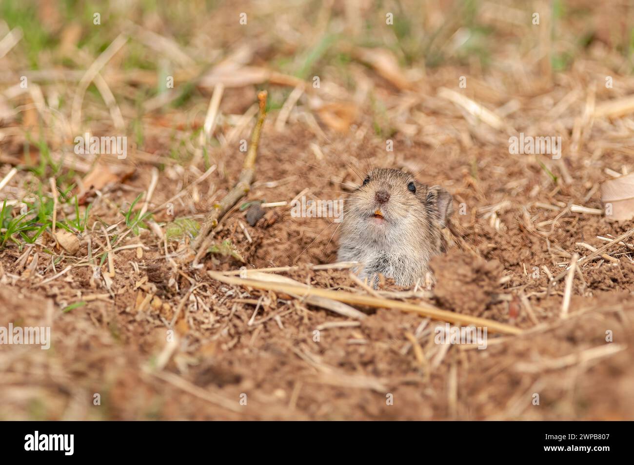Field mouse burrow hi-res stock photography and images - Alamy