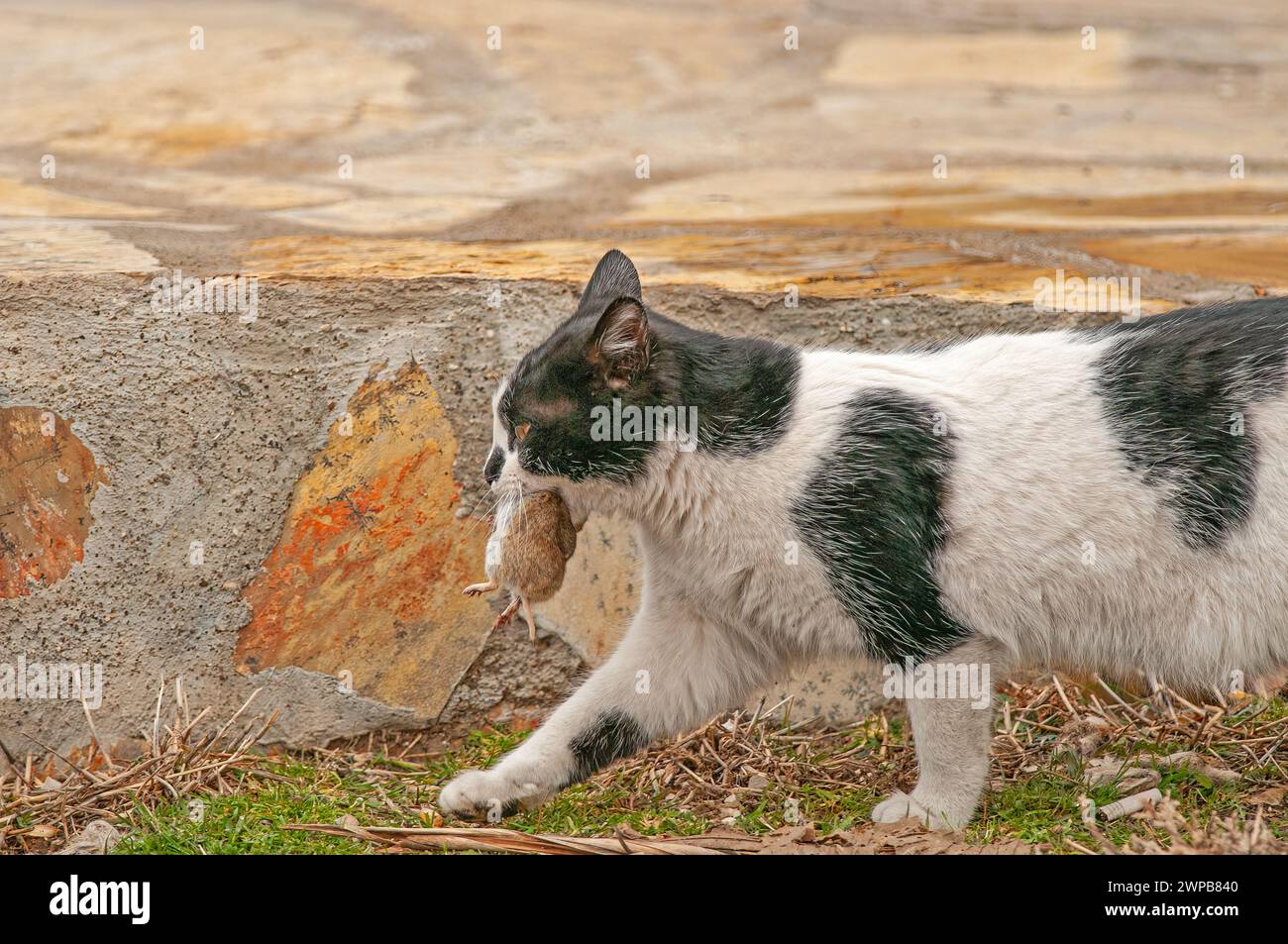 The cat takes the mouse in its mouth Stock Photo - Alamy