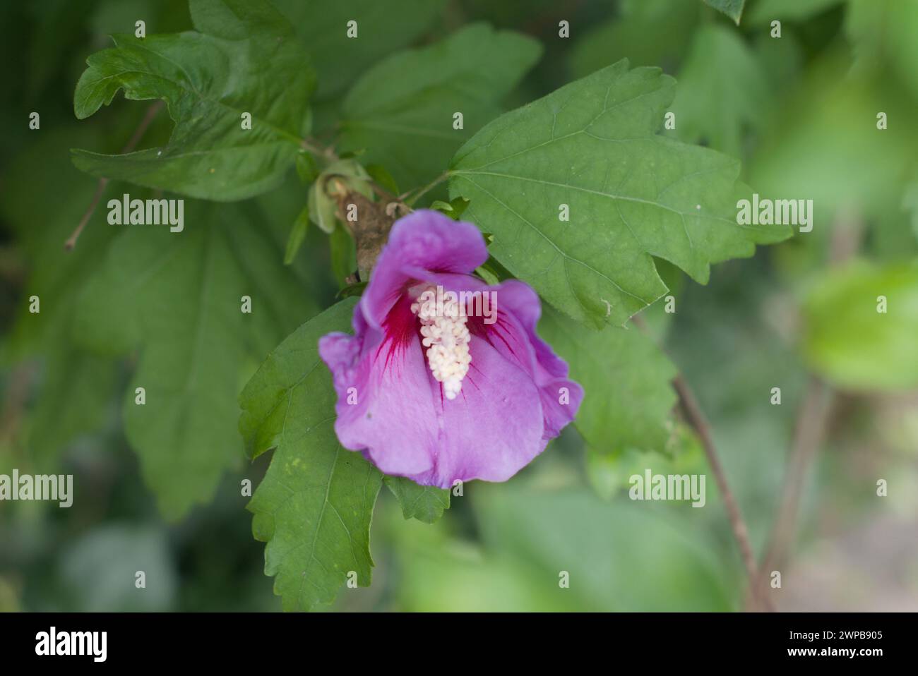 The Rose of Sharon (Hibiscus syriacus) is a beautiful and versatile ...