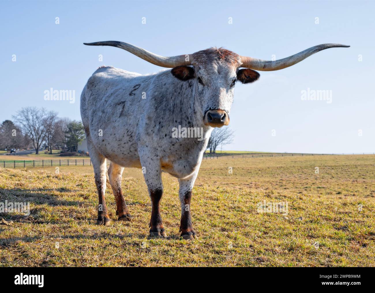 Texas longhorn steer on hi-res stock photography and images - Alamy