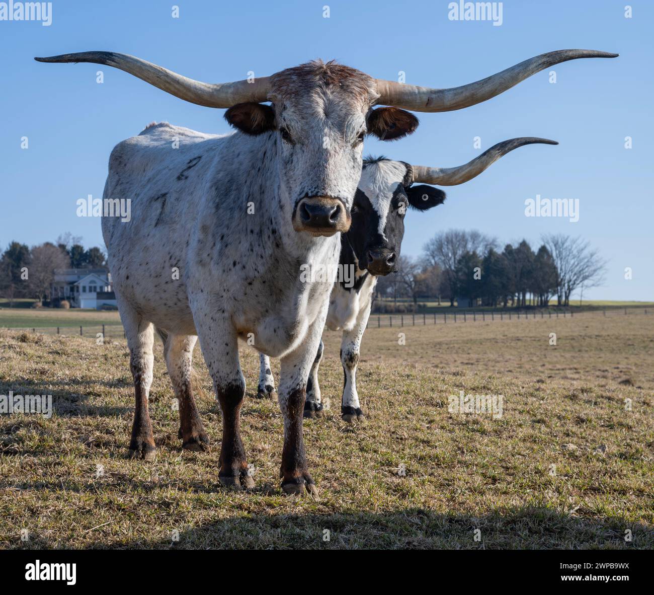 Cattle on ranch in hi-res stock photography and images - Alamy