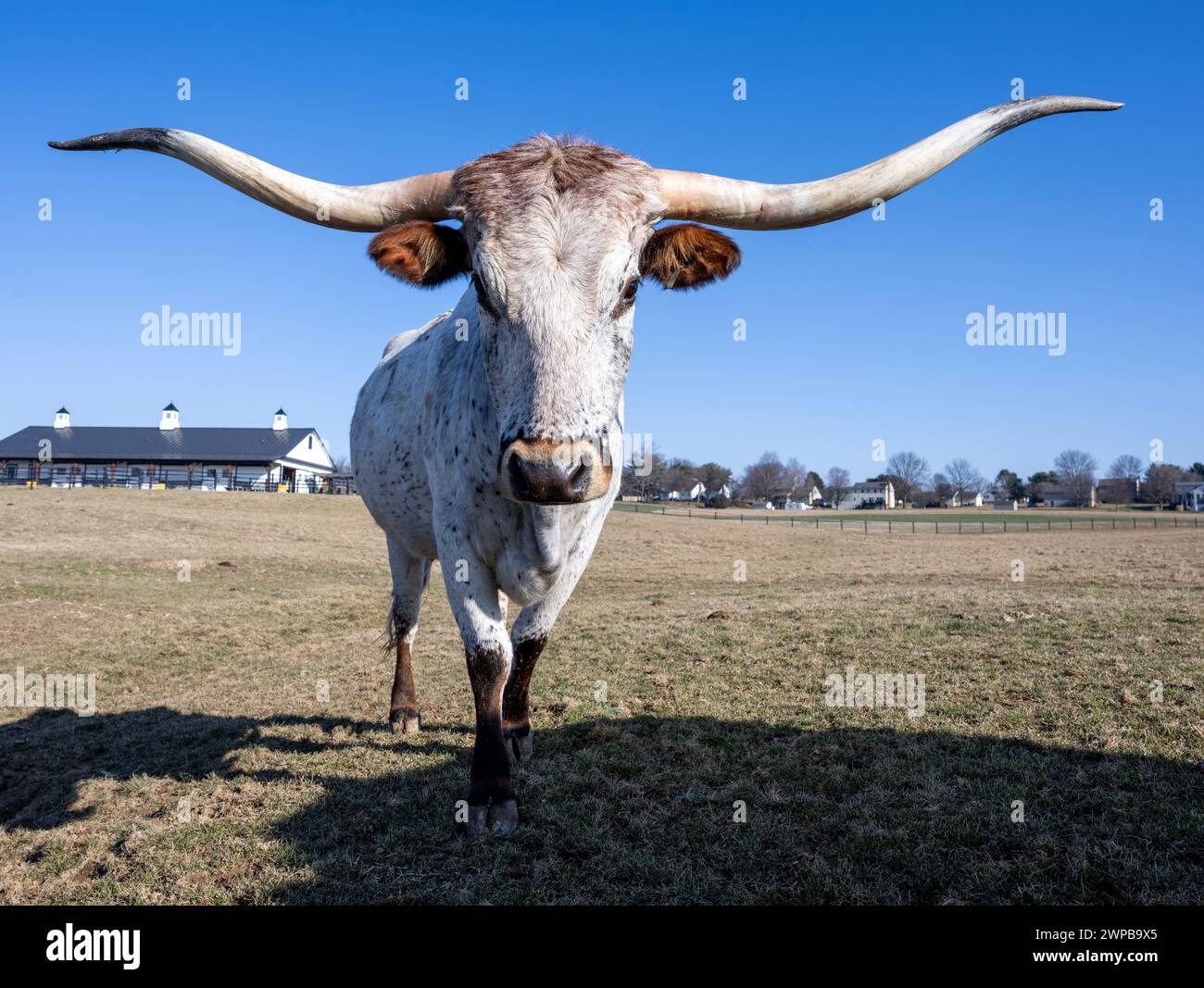 Ranch central texas cattle hi-res stock photography and images - Alamy