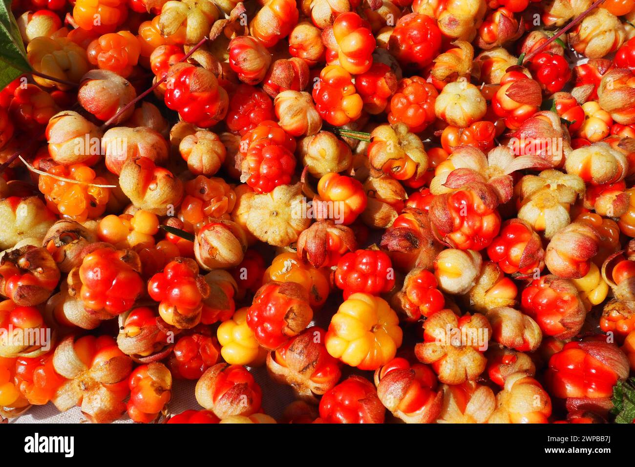 Rubus chamaemorus is a species of flowering plant rose family Rosaceae ...