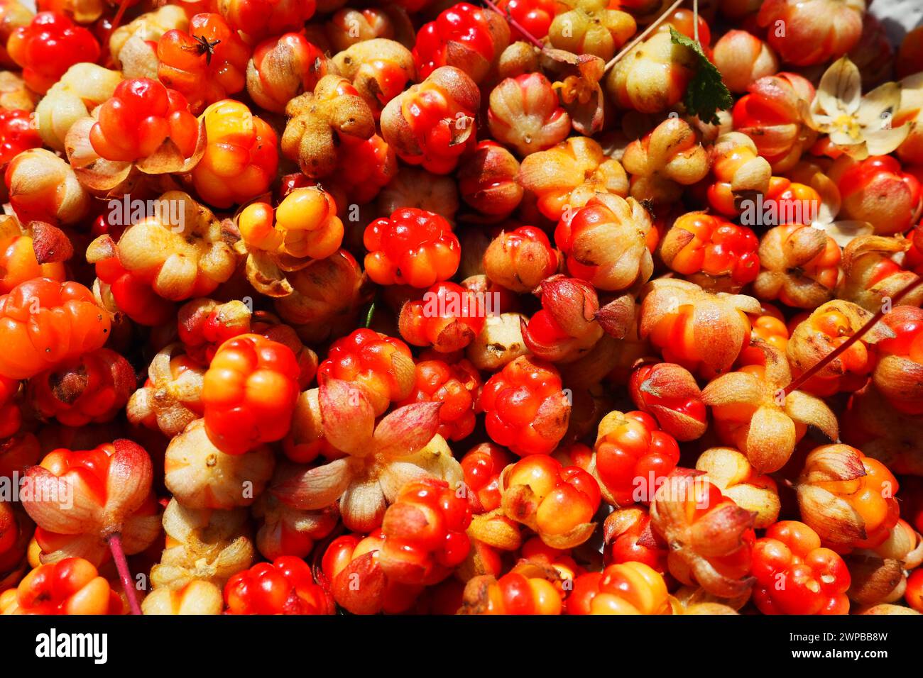 Rubus chamaemorus is a species of flowering plant rose family Rosaceae ...