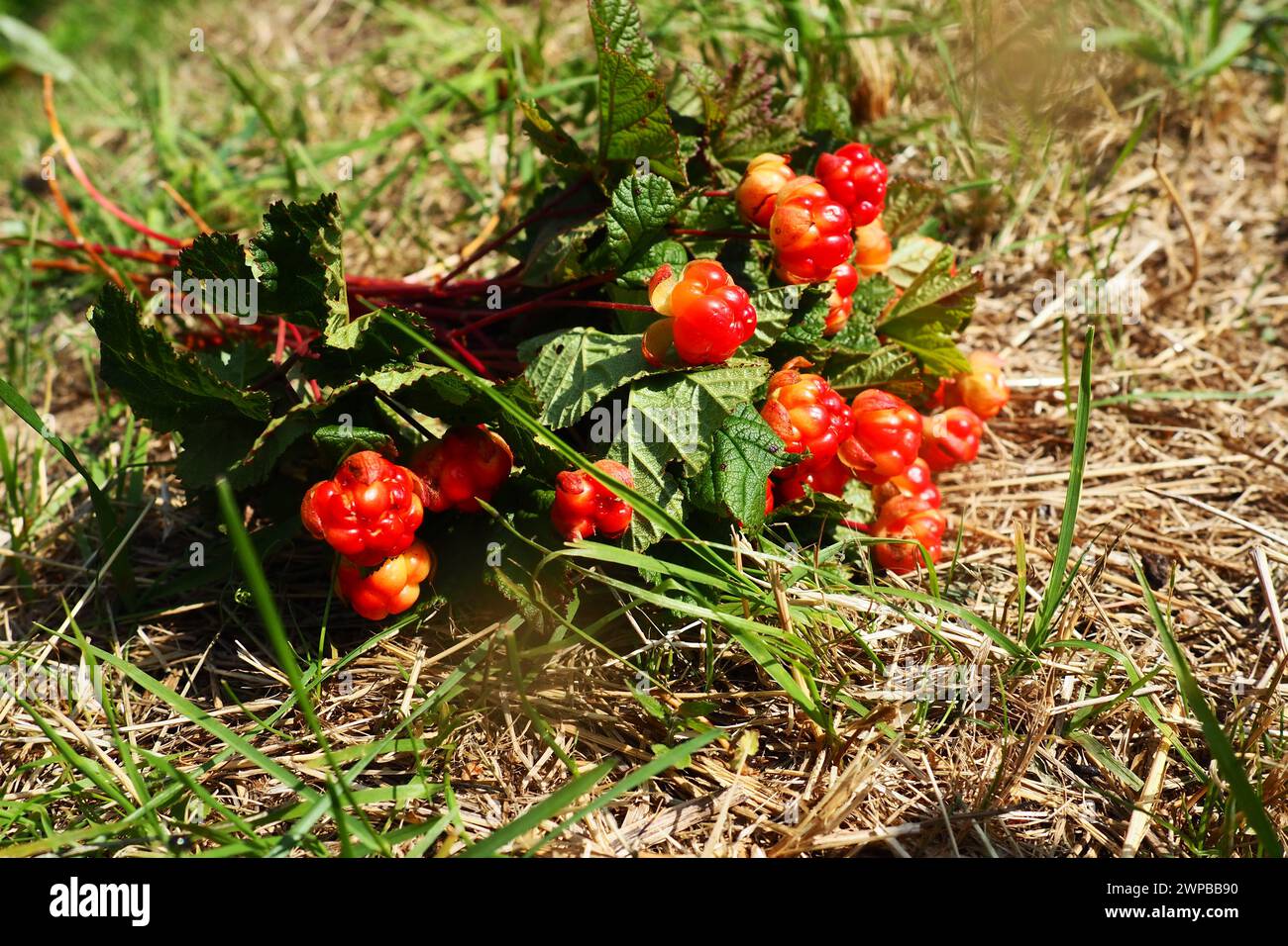 Rubus chamaemorus is a species of flowering plant rose family Rosaceae ...