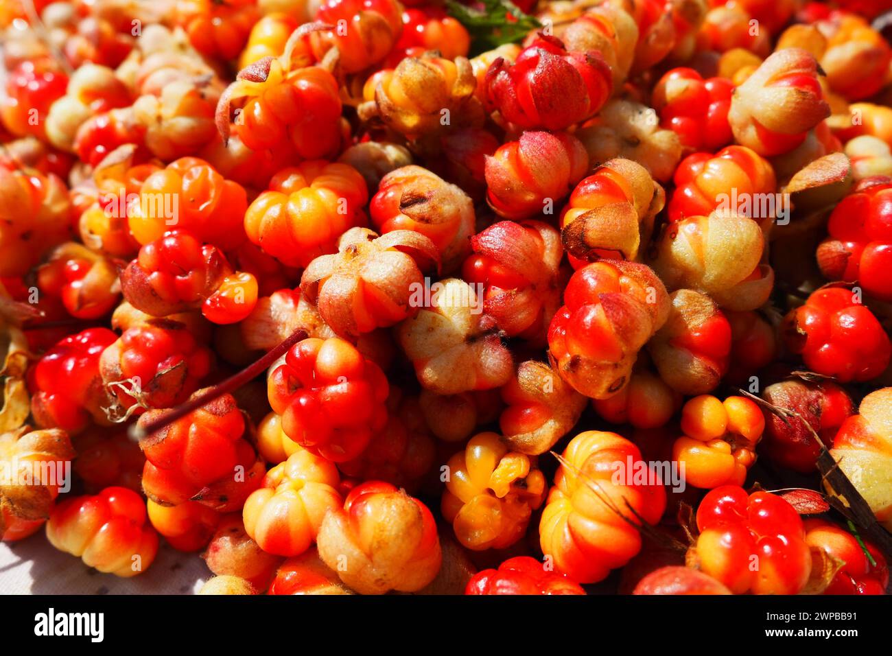 Rubus chamaemorus is a species of flowering plant rose family Rosaceae ...