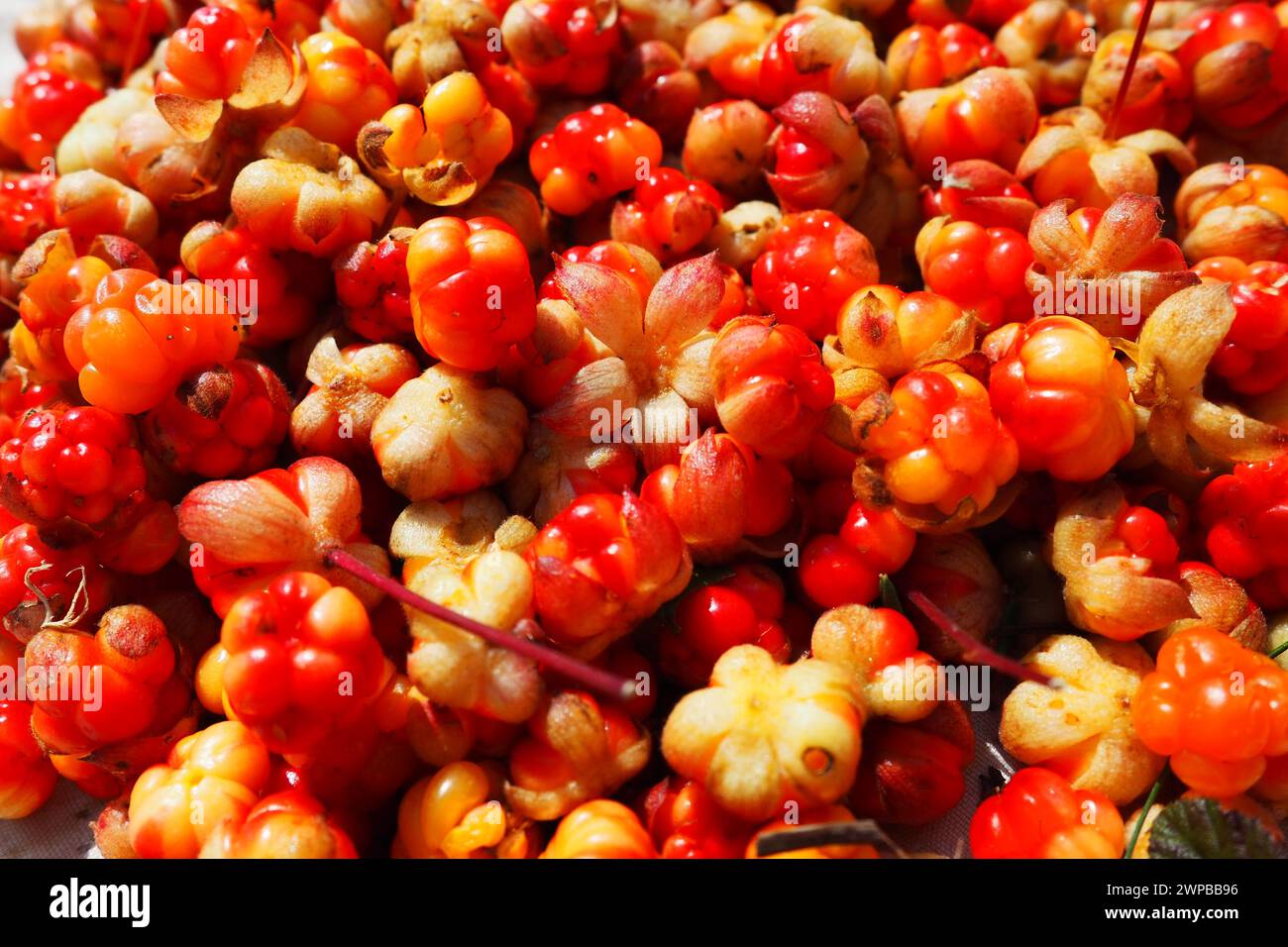 Rubus chamaemorus is a species of flowering plant rose family Rosaceae ...