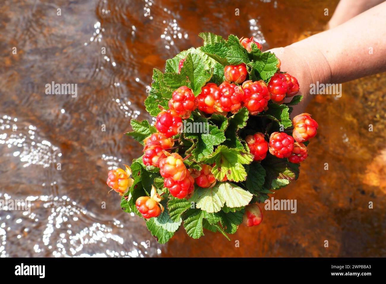 Rubus chamaemorus is a species of flowering plant rose family Rosaceae ...