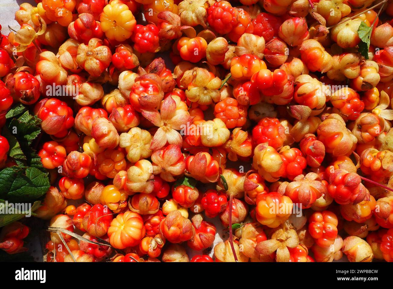 Rubus chamaemorus is a species of flowering plant rose family Rosaceae ...