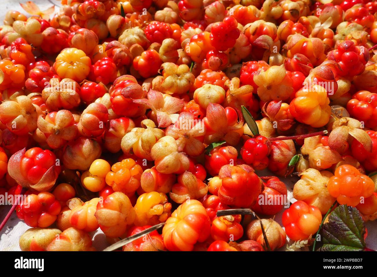 Rubus chamaemorus is a species of flowering plant rose family Rosaceae ...
