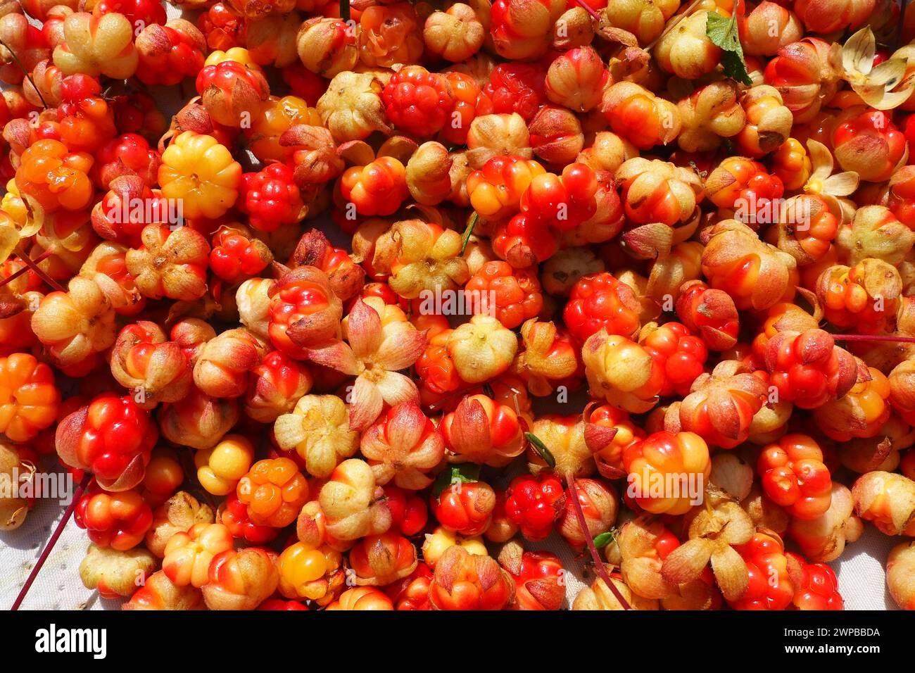 Rubus chamaemorus is a species of flowering plant rose family Rosaceae ...