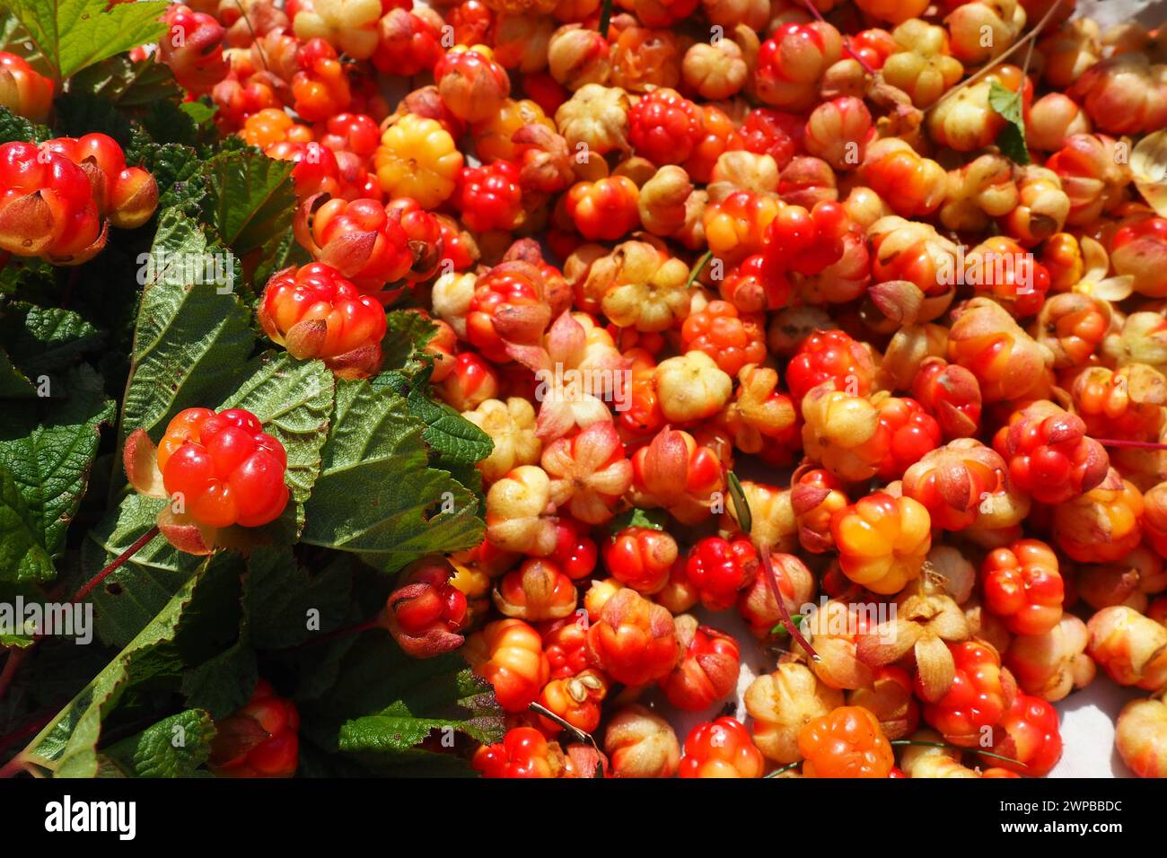 Rubus chamaemorus is a species of flowering plant rose family Rosaceae ...