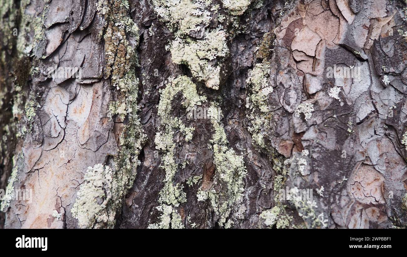 The cortex is a collection of tissues located outside the cambium. Tree ...