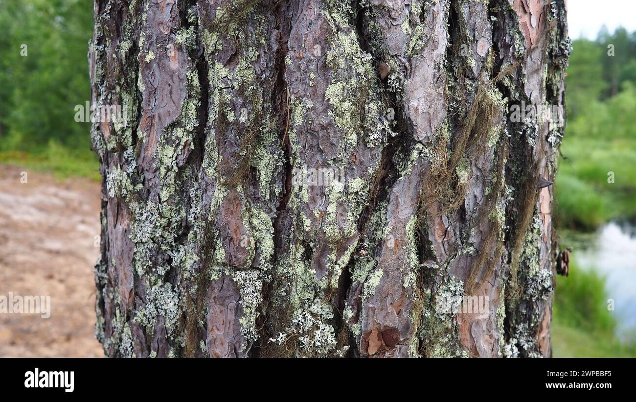 The cortex is a collection of tissues located outside the cambium. Tree ...