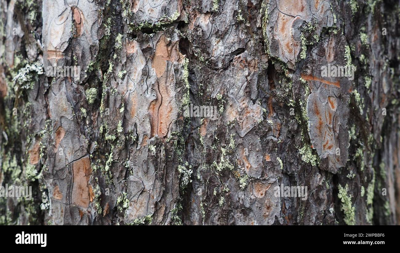 The cortex is a collection of tissues located outside the cambium. Tree ...