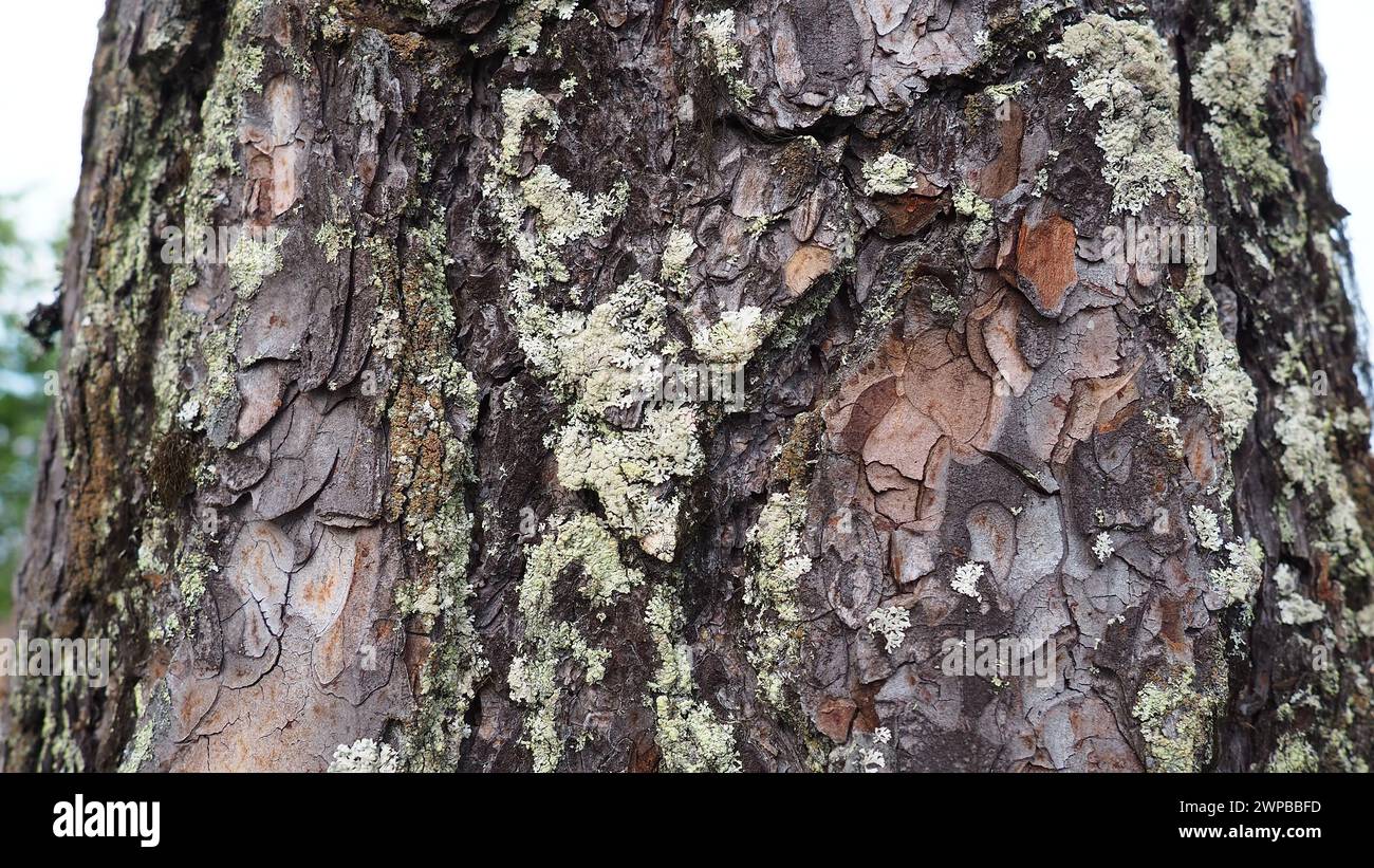 The cortex is a collection of tissues located outside the cambium. Tree ...