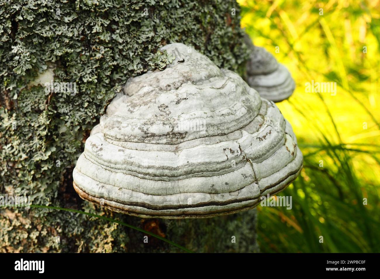 Plant pathogen species hi-res stock photography and images - Alamy