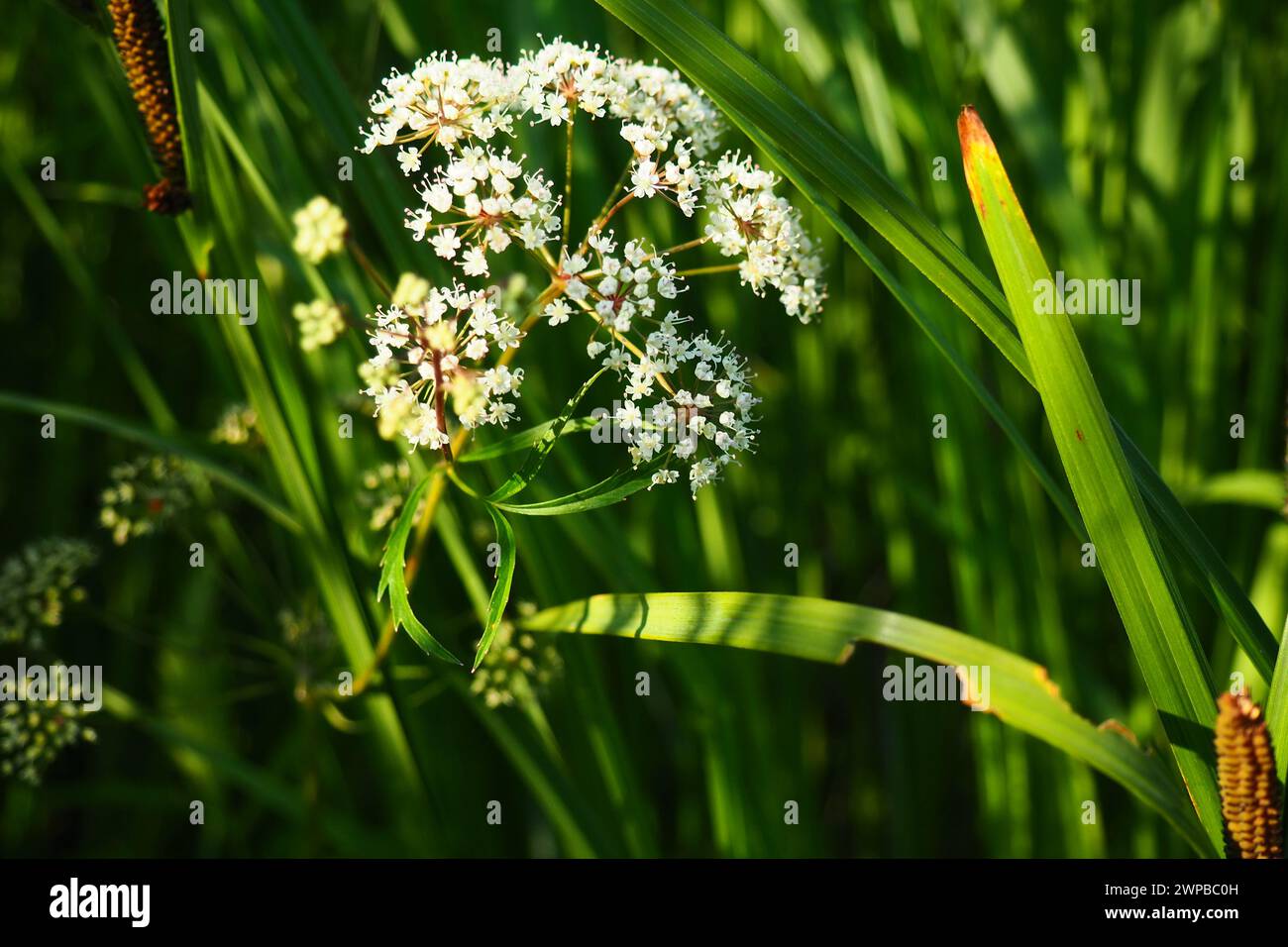 Veh poisonous Cicuta virosa - a plant, genus Vekh of Umbrella family ...