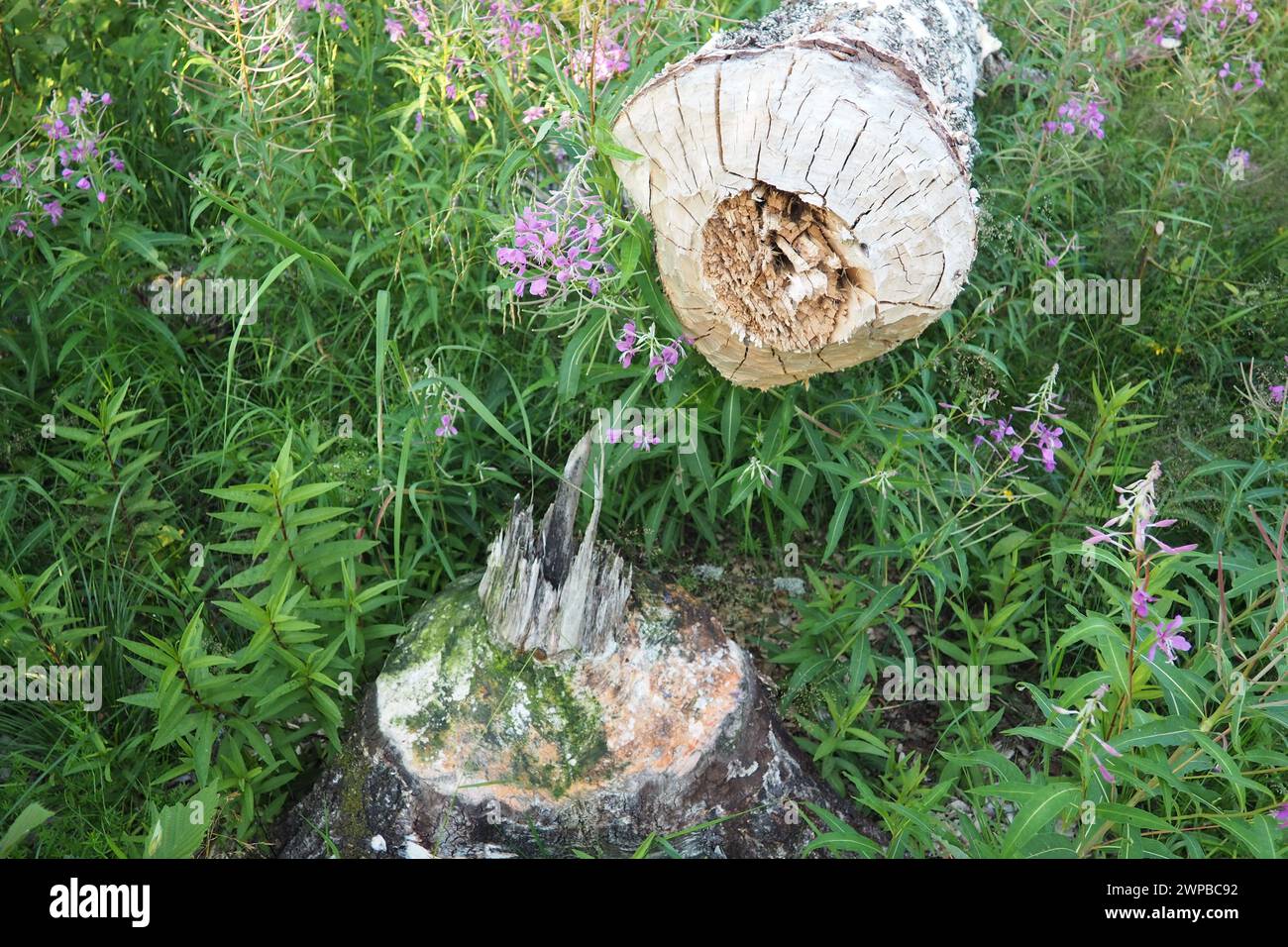 A tree gnawed by a beaver. Damaged bark and wood. The work of a beaver ...