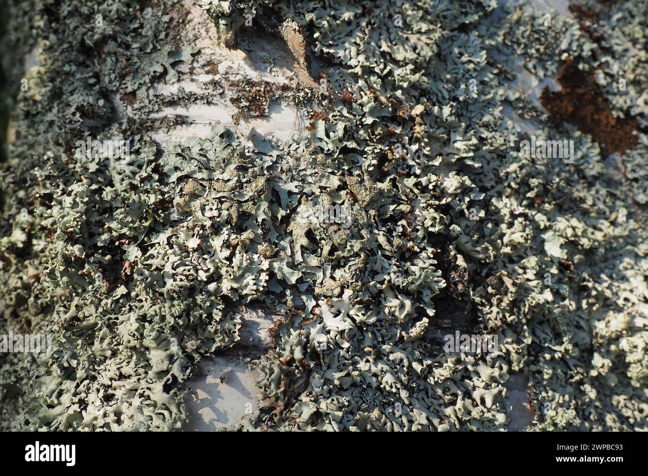 Parmelia sulcata is a foliose lichen in the family Parmeliaceae ...