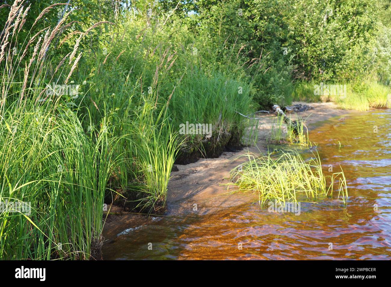 Windy shore lake taiga ecosystem hi-res stock photography and images ...