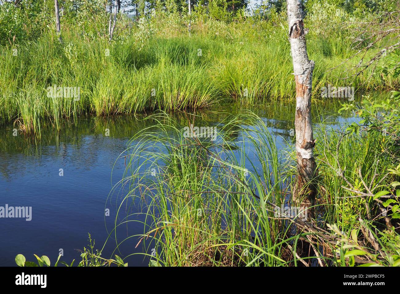 A swamp is a landscape area with excessive moisture, moisture-loving ...