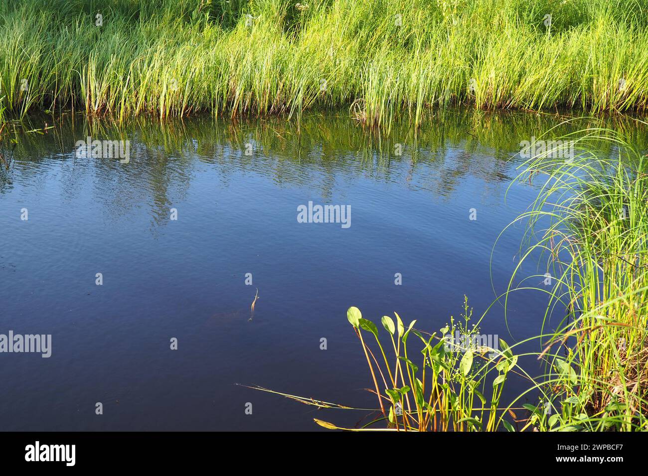 A swamp is a landscape area with excessive moisture, moisture-loving ...