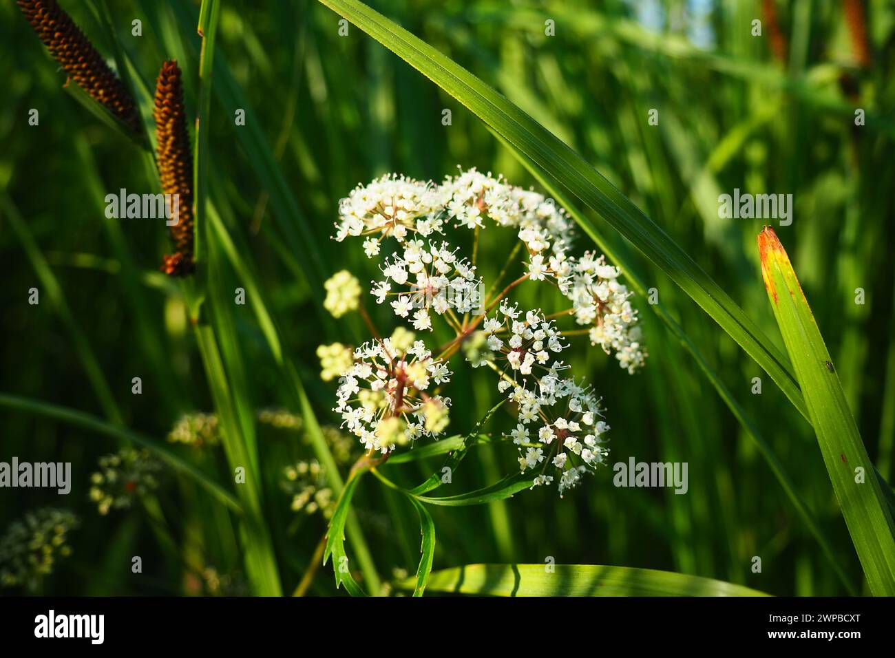 Cicut oil hi-res stock photography and images - Alamy