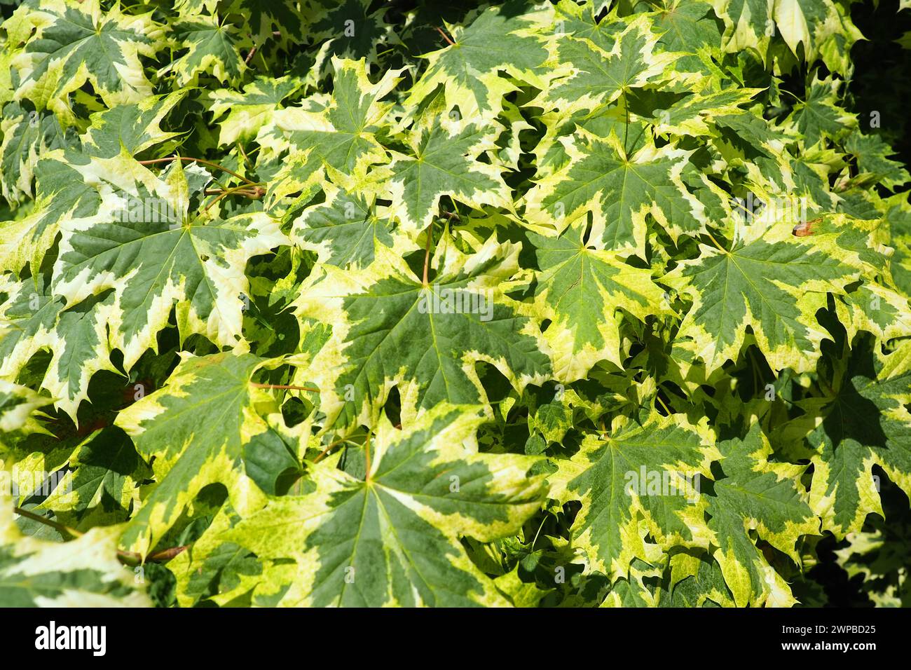 Acer platanoides is a woody plant, a species of the Acer maple genus of ...