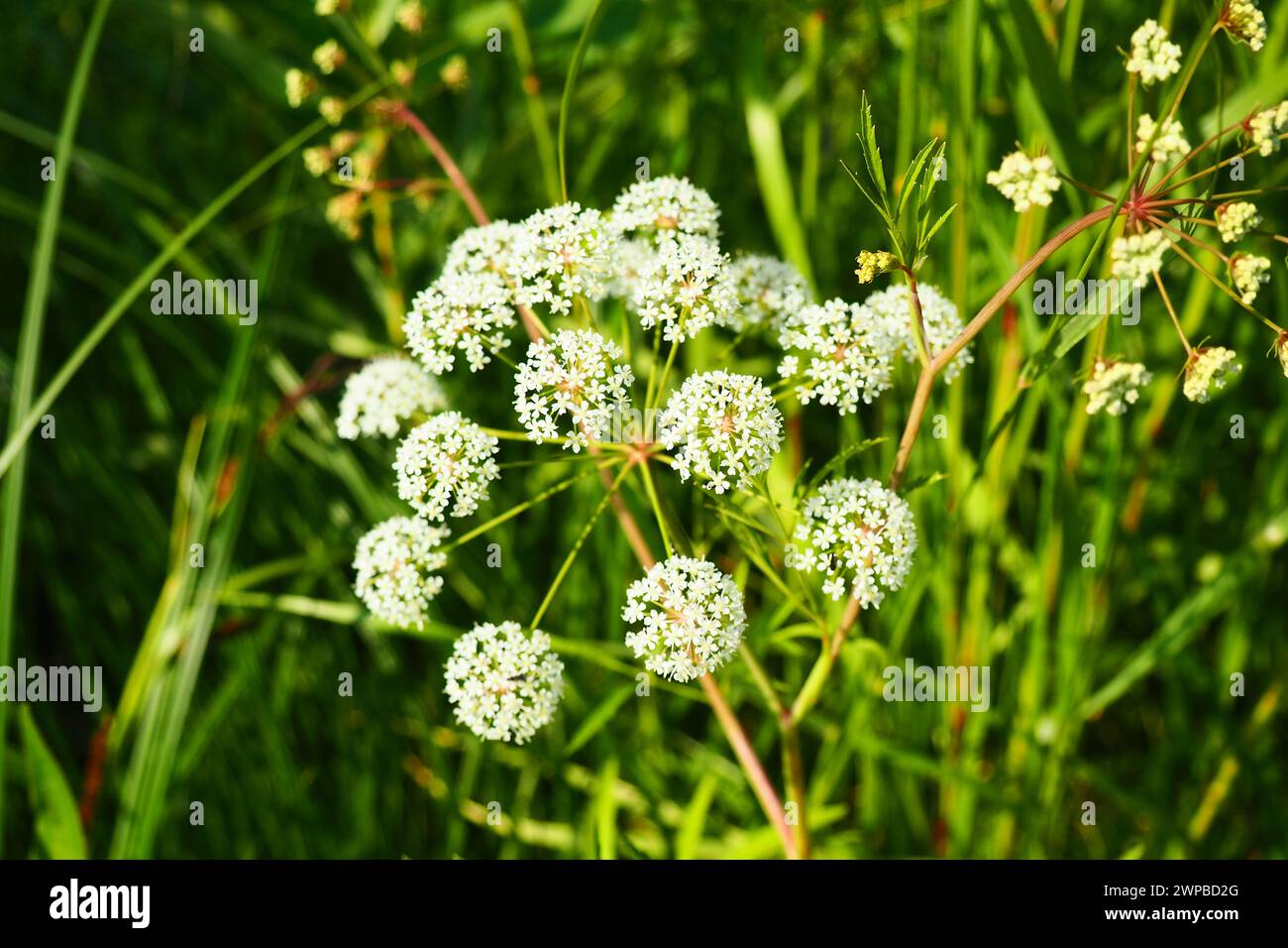 Veh poisonous Cicuta virosa - a plant, genus Vekh of Umbrella family ...