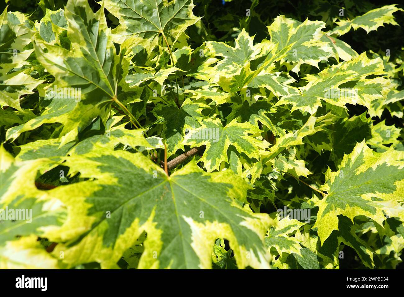 Acer platanoides is a woody plant, a species of the Acer maple genus of ...