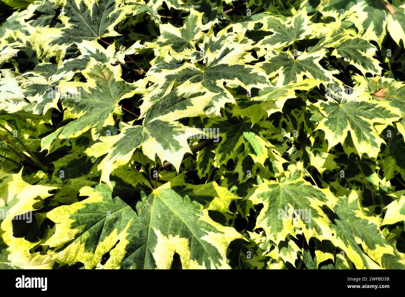 Acer platanoides is a woody plant, a species of the Acer maple genus of ...