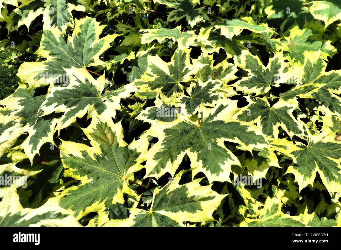 Acer platanoides is a woody plant, a species of the Acer maple genus of ...