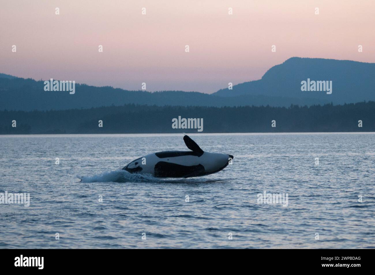 Transient Orca or Bigg's Killer Whale, Salish Sea, British Columbia ...