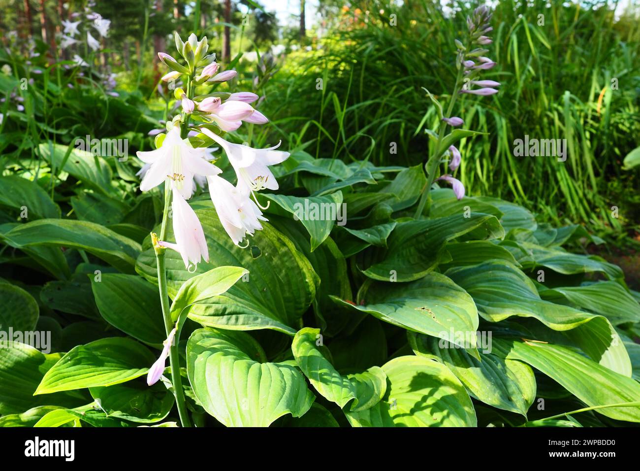 Hosta plantaginea, the fragrant plantain lily or August lily, is ...