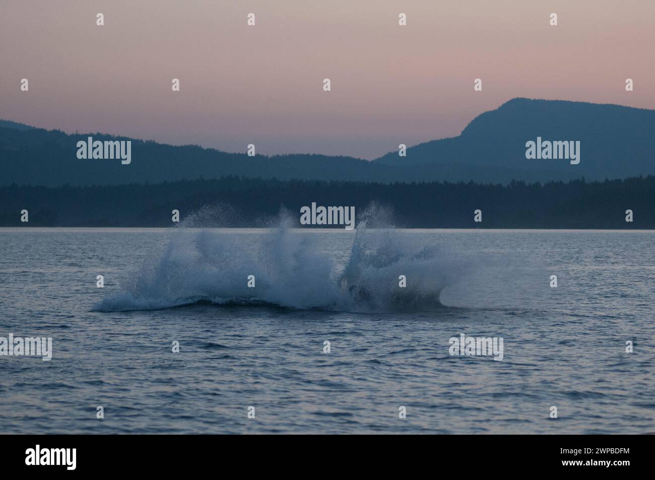 Dolphin slapping tail hi-res stock photography and images - Alamy