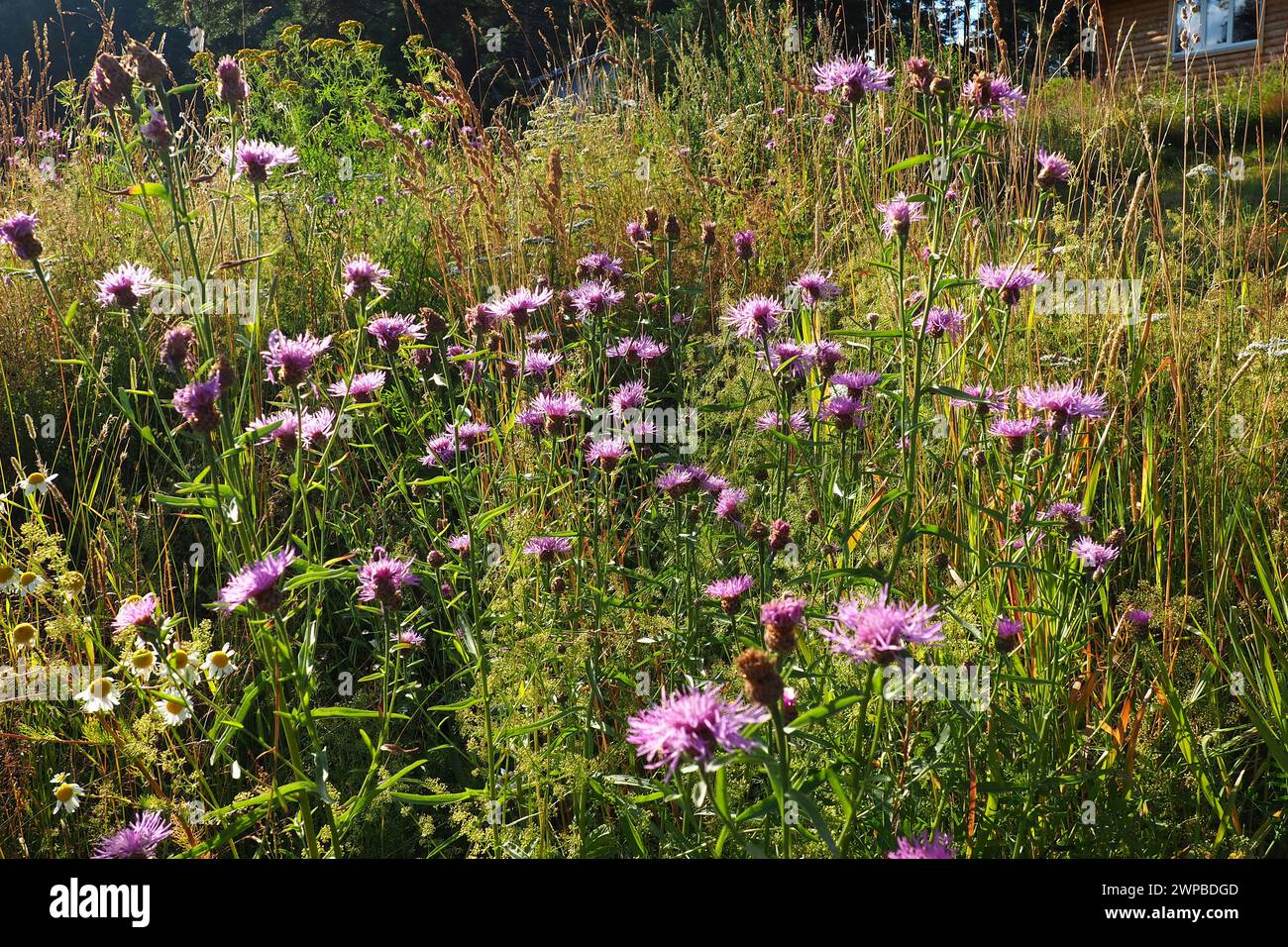 Meadow cornflower Centaurea jacea is a field weed plant, a species of ...
