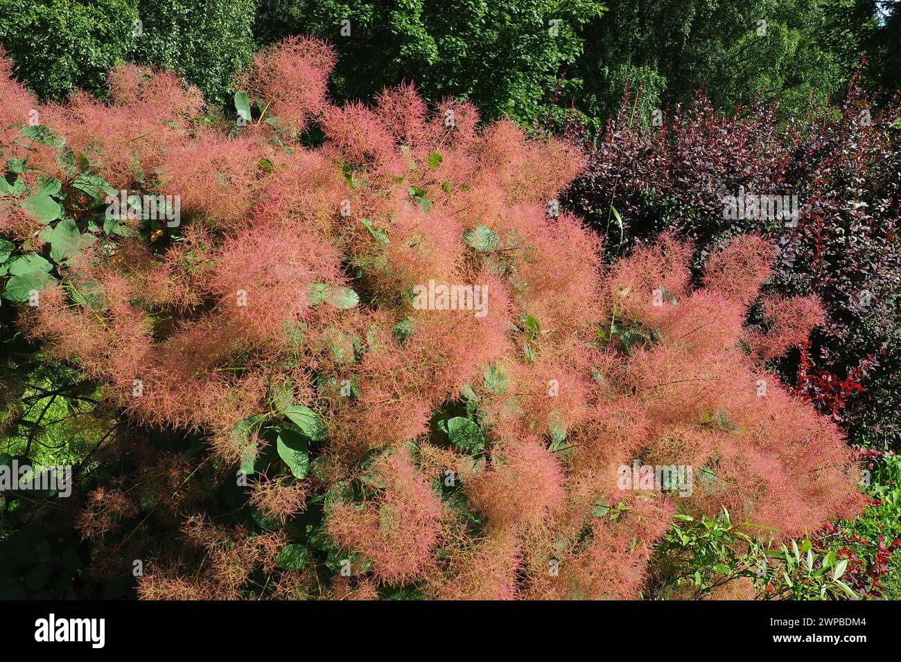Cotinus coggygria, syn. Rhus cotinus, the European smoketree, Eurasian ...