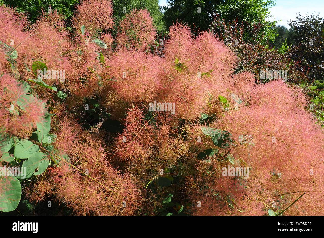 Cotinus coggygria, syn. Rhus cotinus, the European smoketree, Eurasian ...