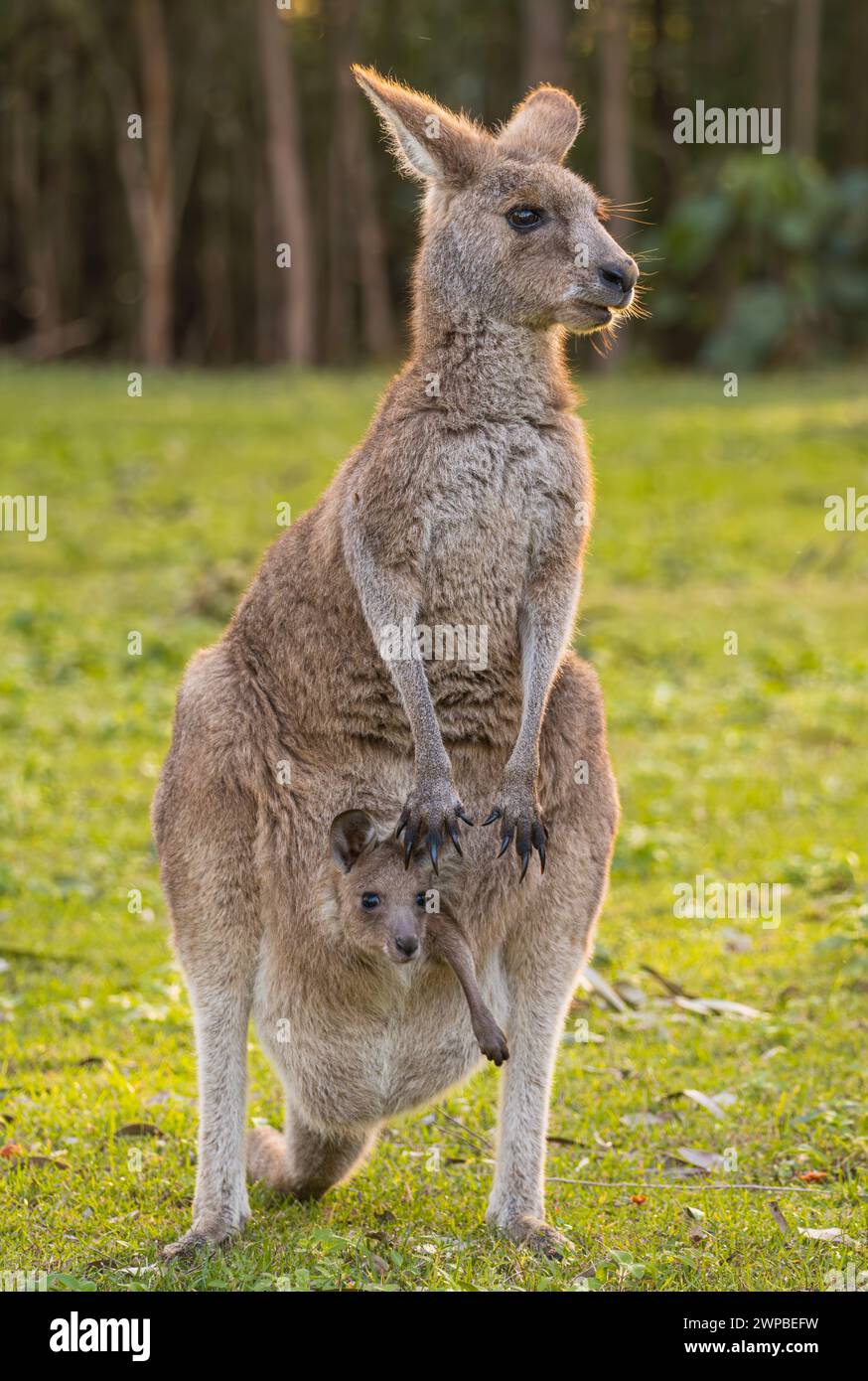 Mother kangaroo with her baby joey sticking her head out of the pouch ...