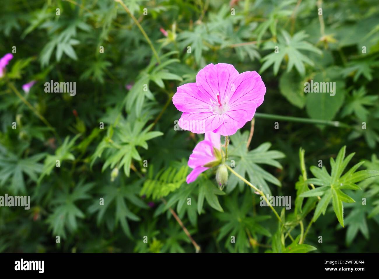 Geranium sanguineum, common names bloody cranes-bill or bloody geranium ...