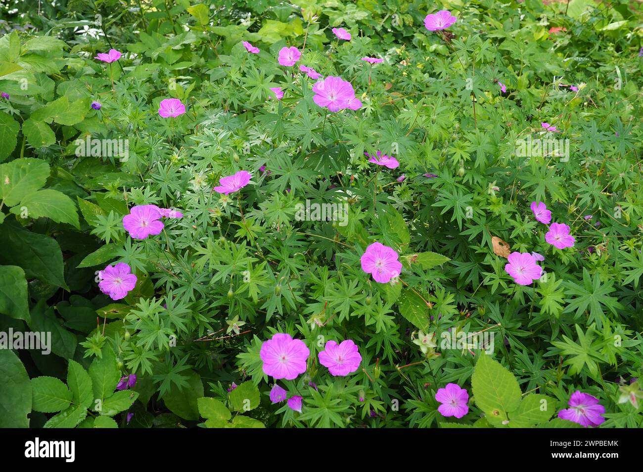 Geranium sanguineum, common names bloody cranes-bill or bloody geranium ...