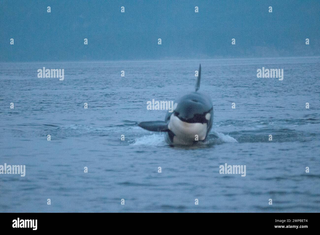 Transient Orca or Bigg's Killer Whale, Salish Sea, British Columbia ...