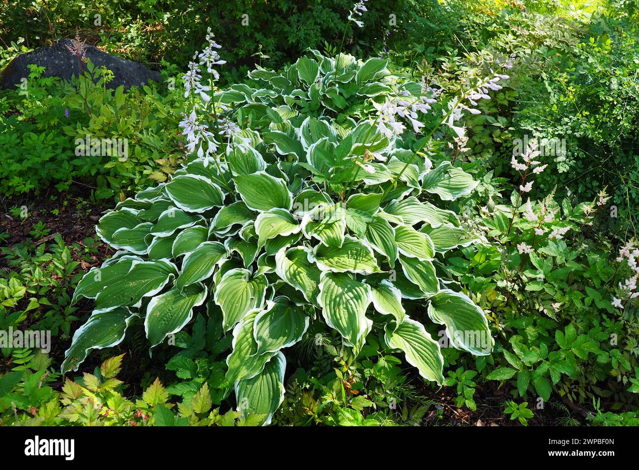 Hosta plantaginea, the fragrant plantain lily or August lily, is ...