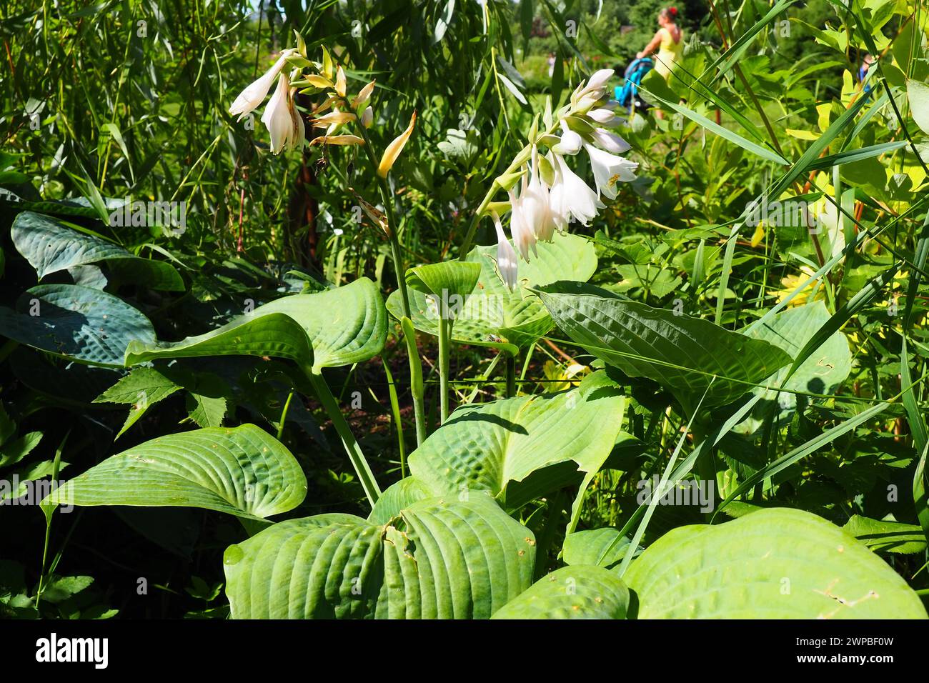 Hosta plantaginea, the fragrant plantain lily or August lily, is ...